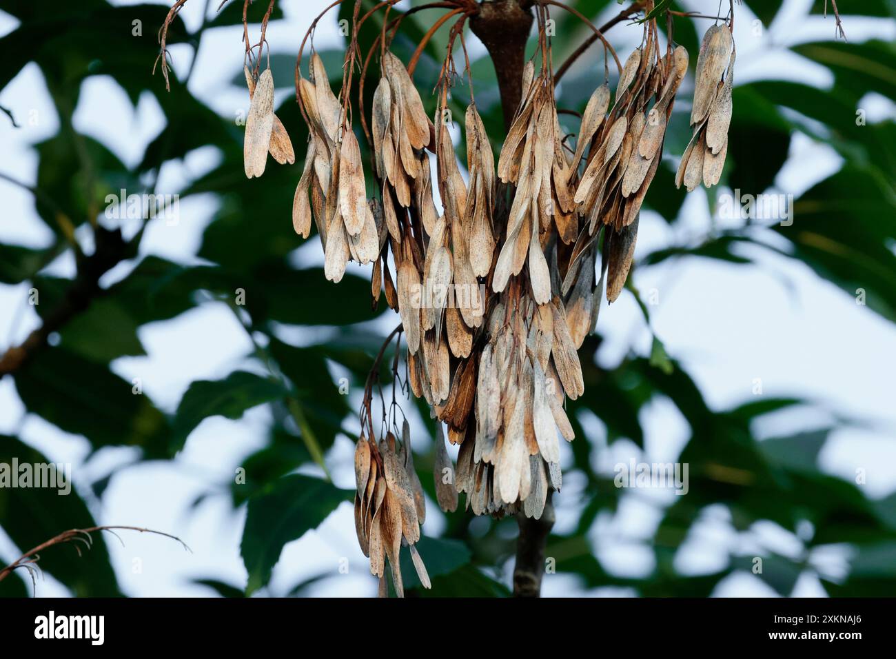 Narrow seed wings hi-res stock photography and images - Alamy