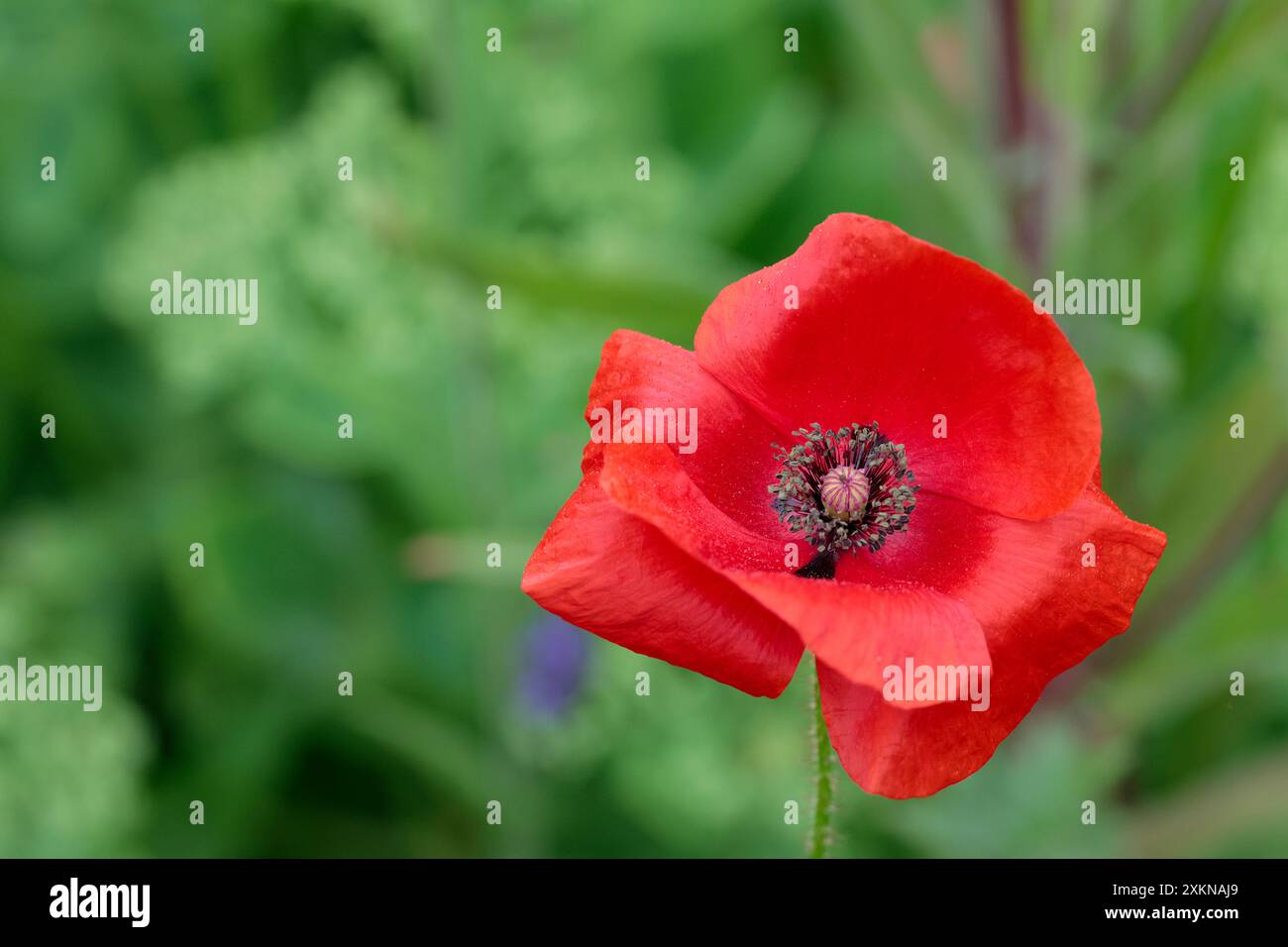 Poppy papaver rhoeas, four papery scarlet red petals dark centre of ...