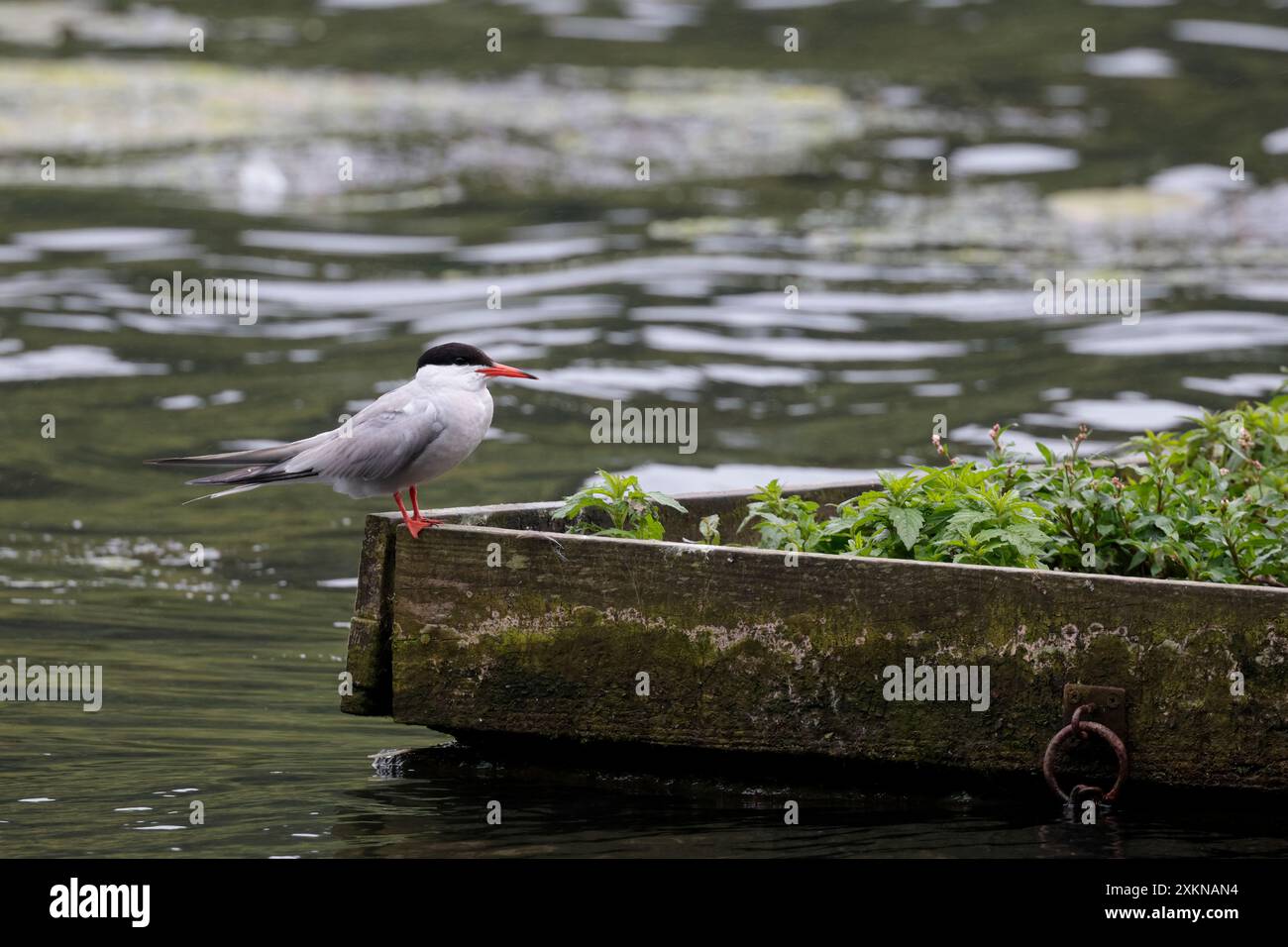 Webbed back feet hi-res stock photography and images - Alamy