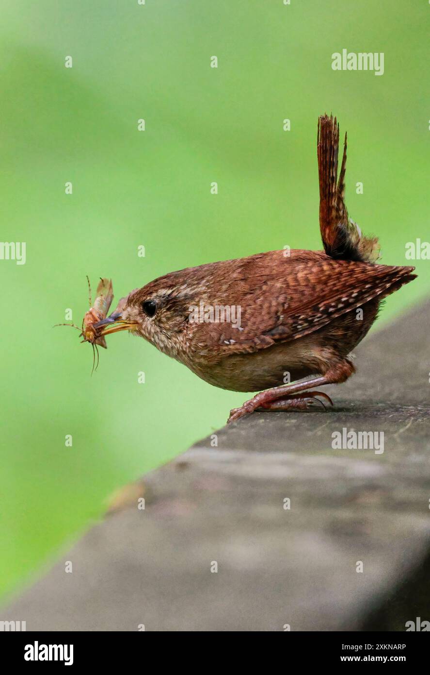 Wren Troglodytes x2, small brown bird often cocked short tail fine bill ...