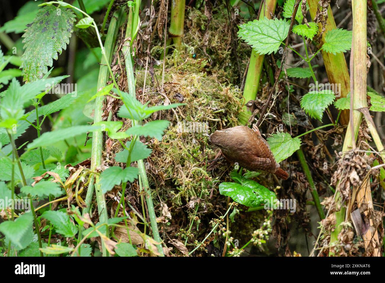 Wren feeding chick on nest hi-res stock photography and images - Alamy