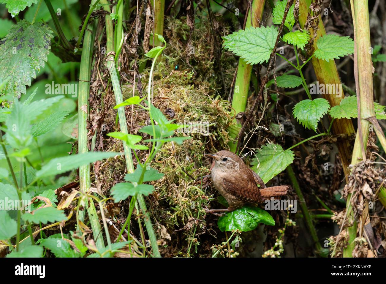 Wren Troglodytes x2, small brown bird often cocked short tail fine bill ...