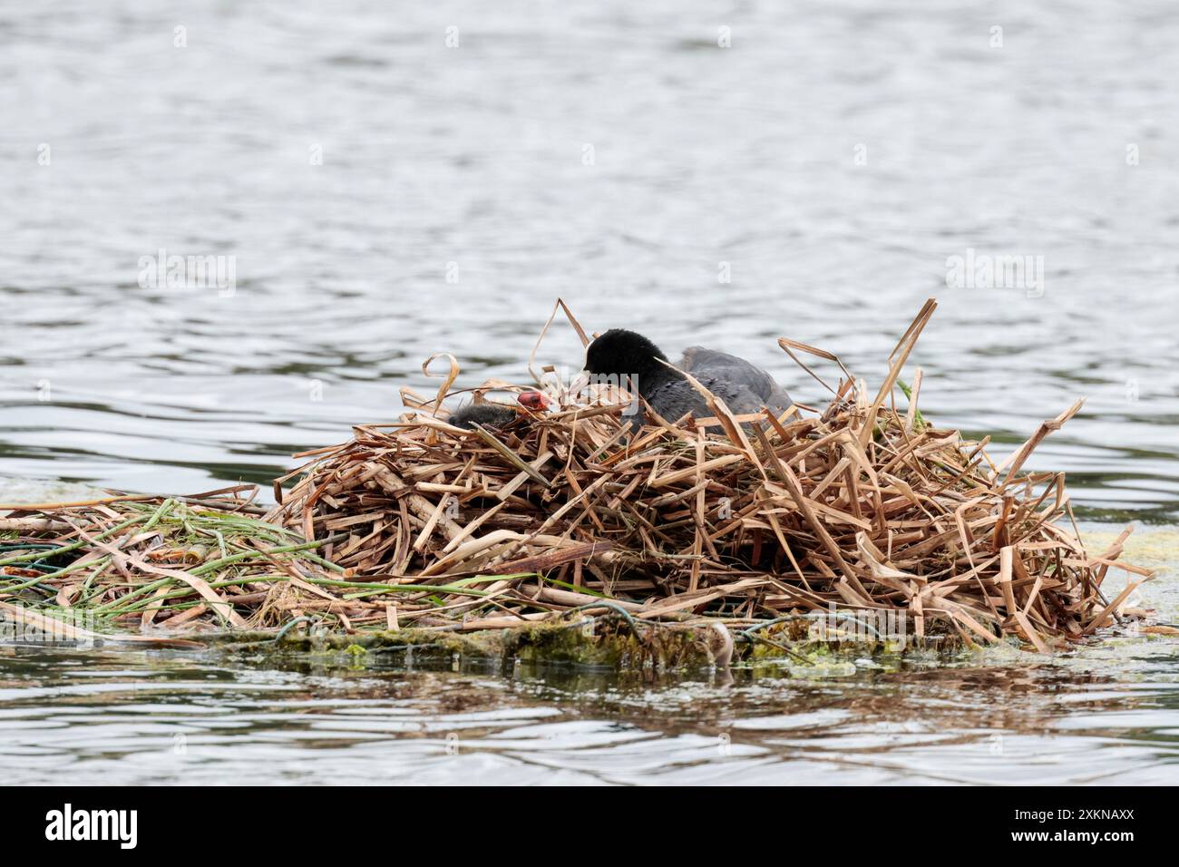 White forehead shield hi-res stock photography and images - Alamy