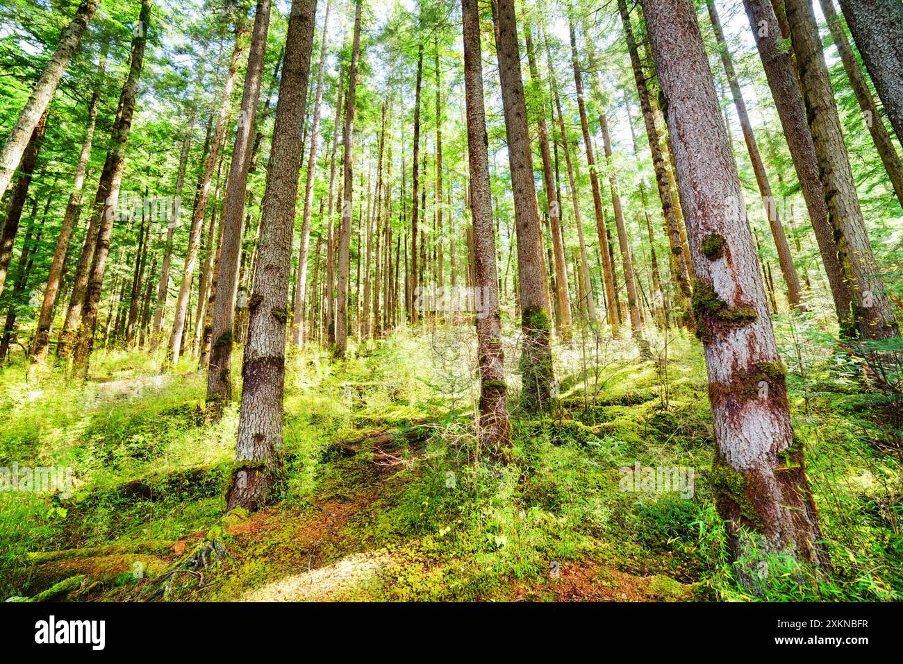 Rays of morning sunlight through old trees of evergreen forest Stock ...