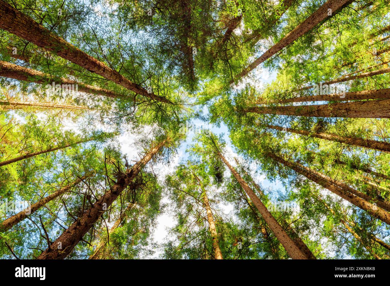 Bottom view of old trees in evergreen primeval forest Stock Photo - Alamy