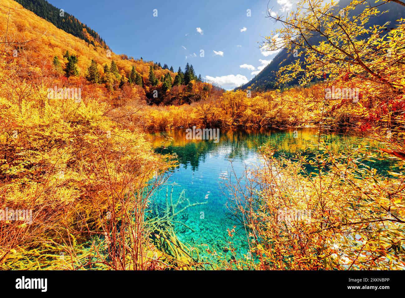 Autumn forest reflected in beautiful pond with azure water Stock Photo ...