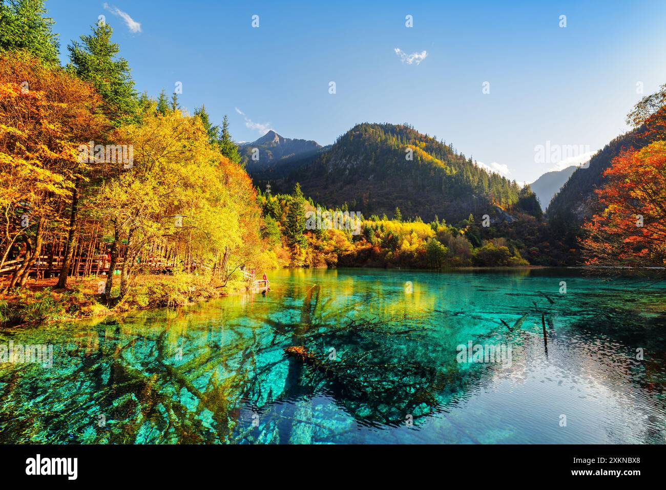 Amazing view of submerged tree trunks in the Five Flower Lake Stock ...