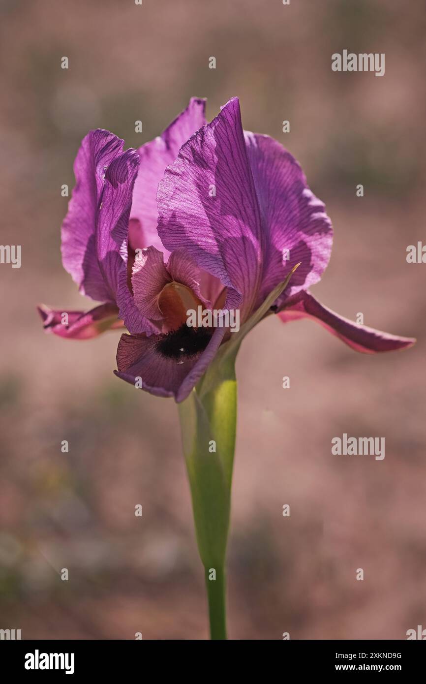 Iris flores hi-res stock photography and images - Alamy