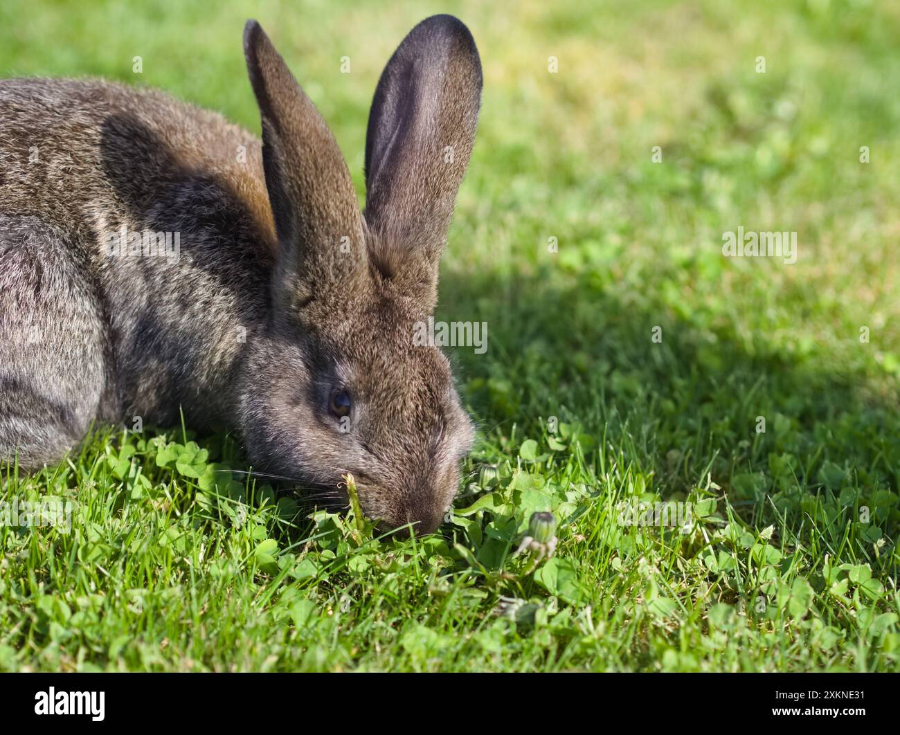Grey bunny hi-res stock photography and images - Alamy