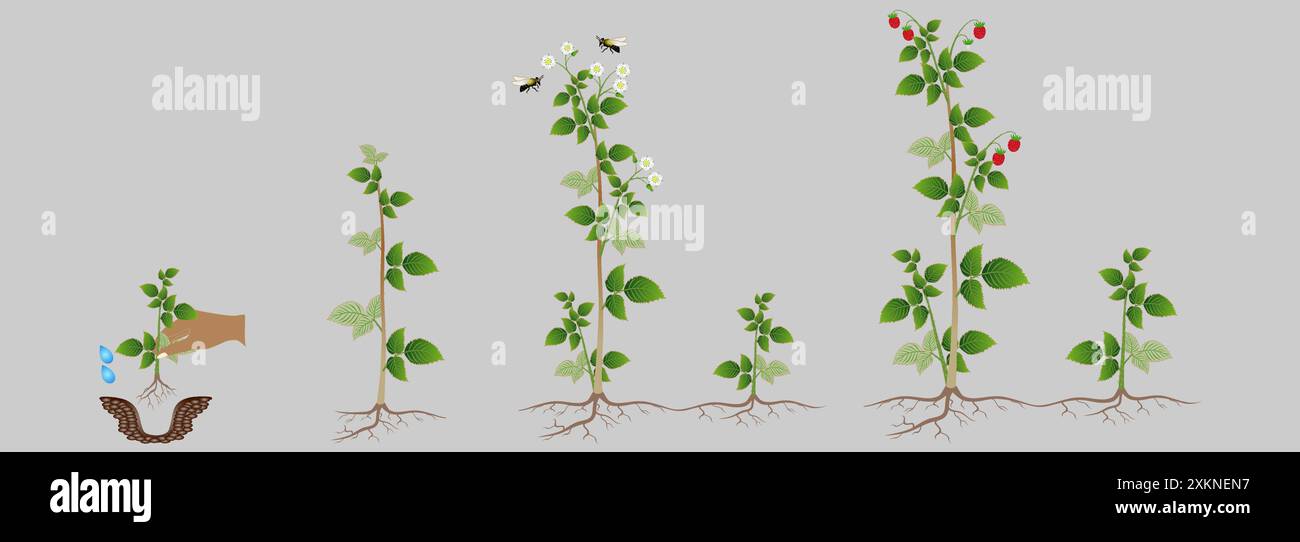 Raspberries stage Stock Vector Images - Alamy
