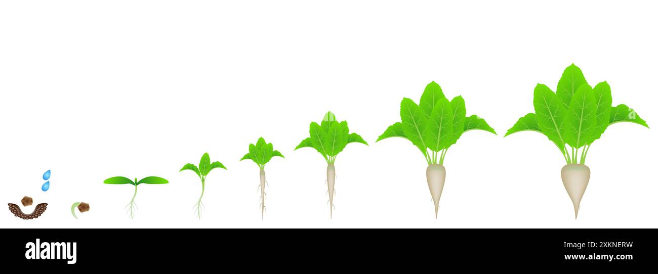 Stages of growth of sugar beet on a white background Stock Vector Image ...
