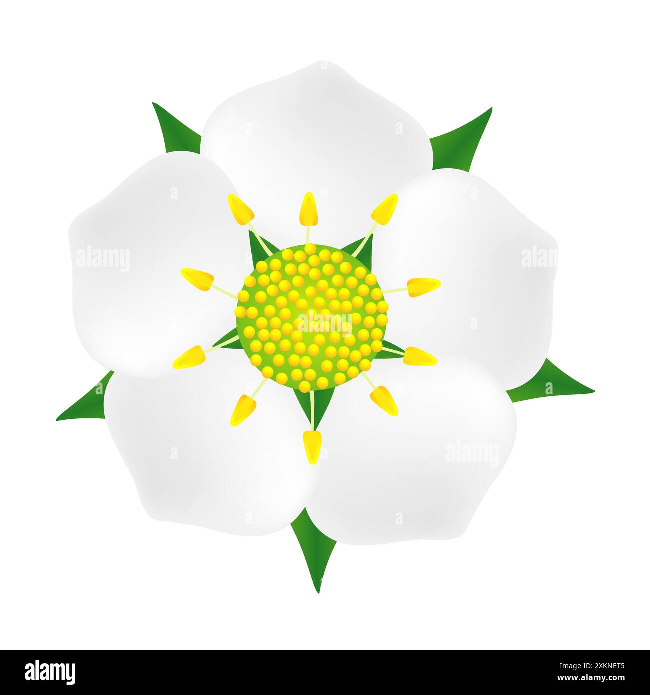 Strawberry flower isolated on white background, design element Stock ...