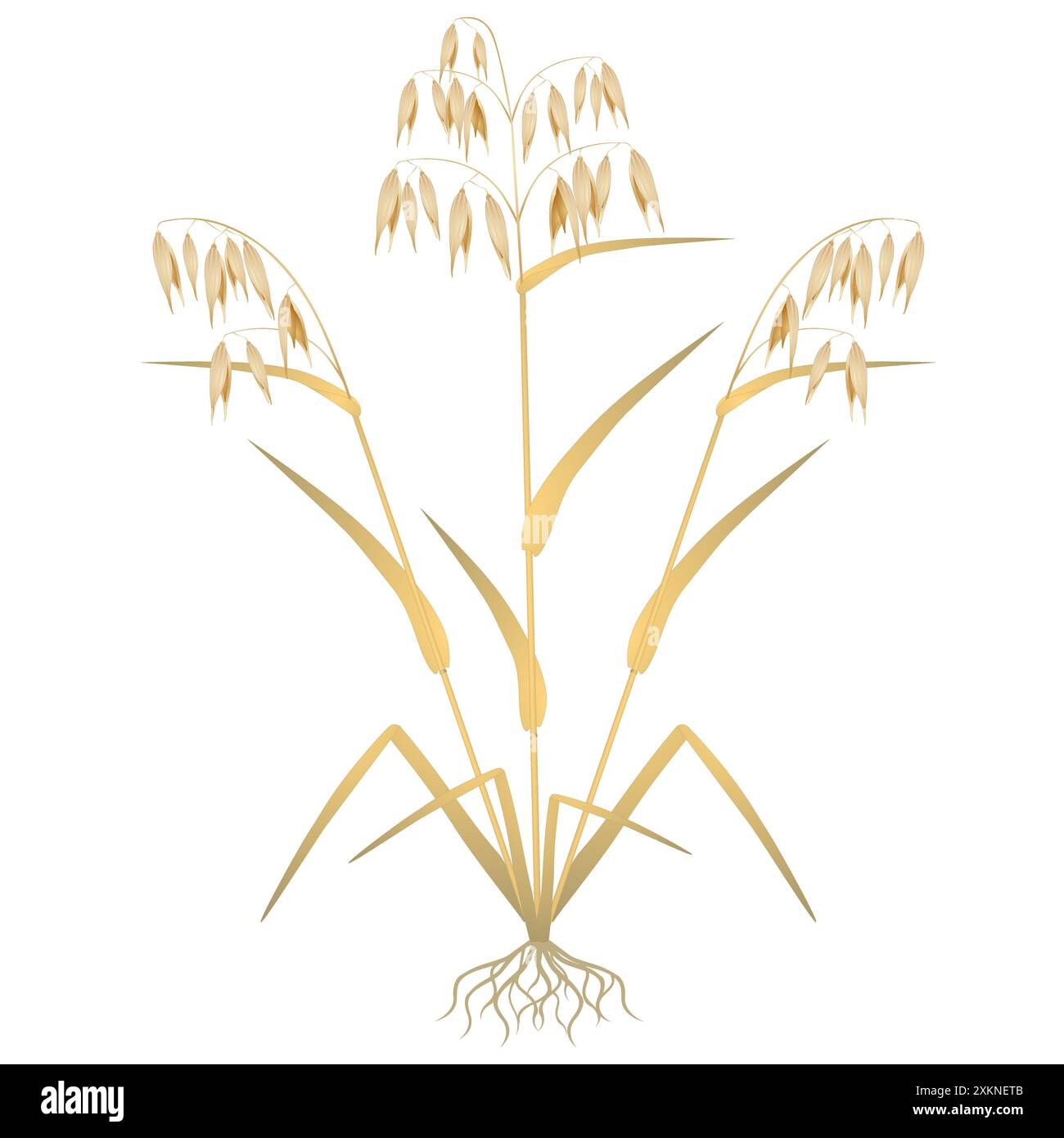 Roots oat hi-res stock photography and images - Alamy