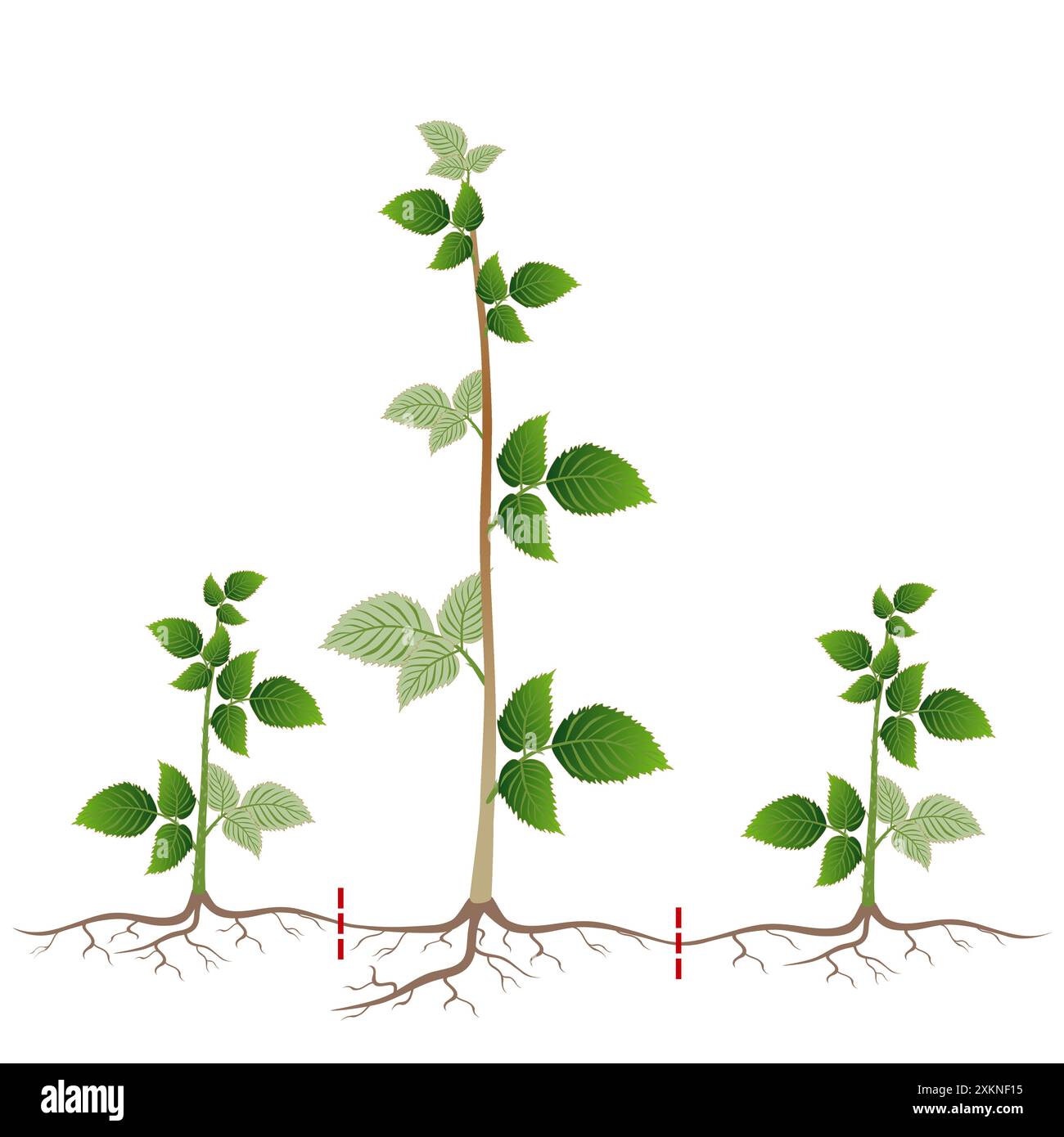 Cultivar breeding Stock Vector Images - Alamy
