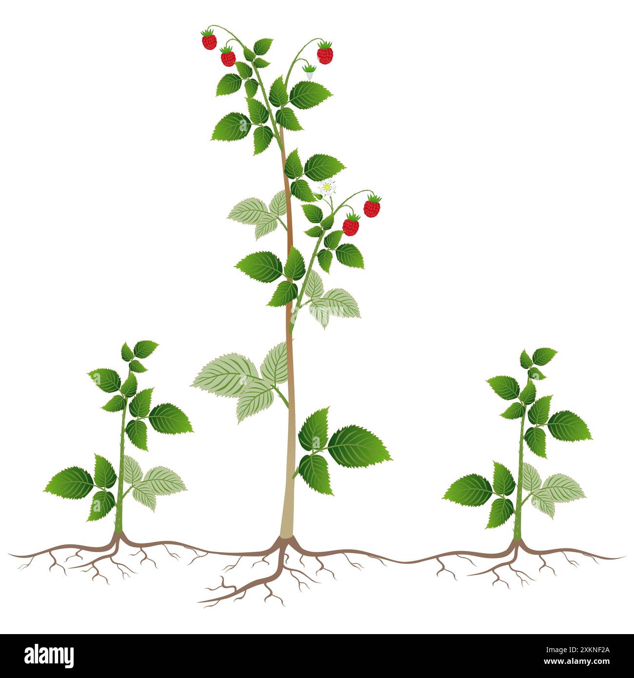 Root system growing Stock Vector Images - Alamy