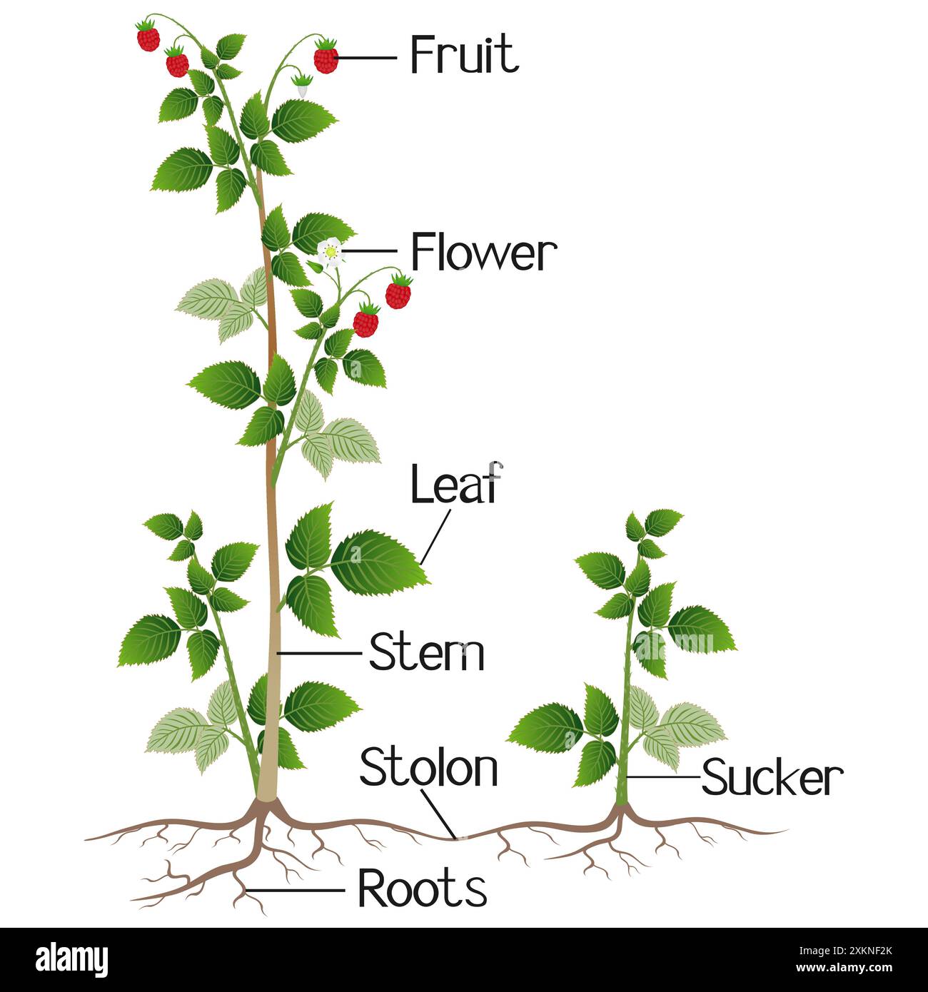 Parts of raspberry plant isolated on white background Stock Vector ...