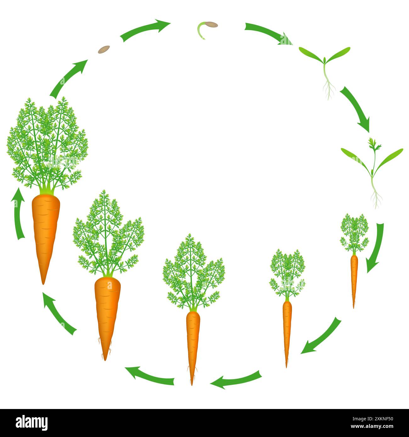 Growth stage of carrot is isolated on a white background Stock Vector ...
