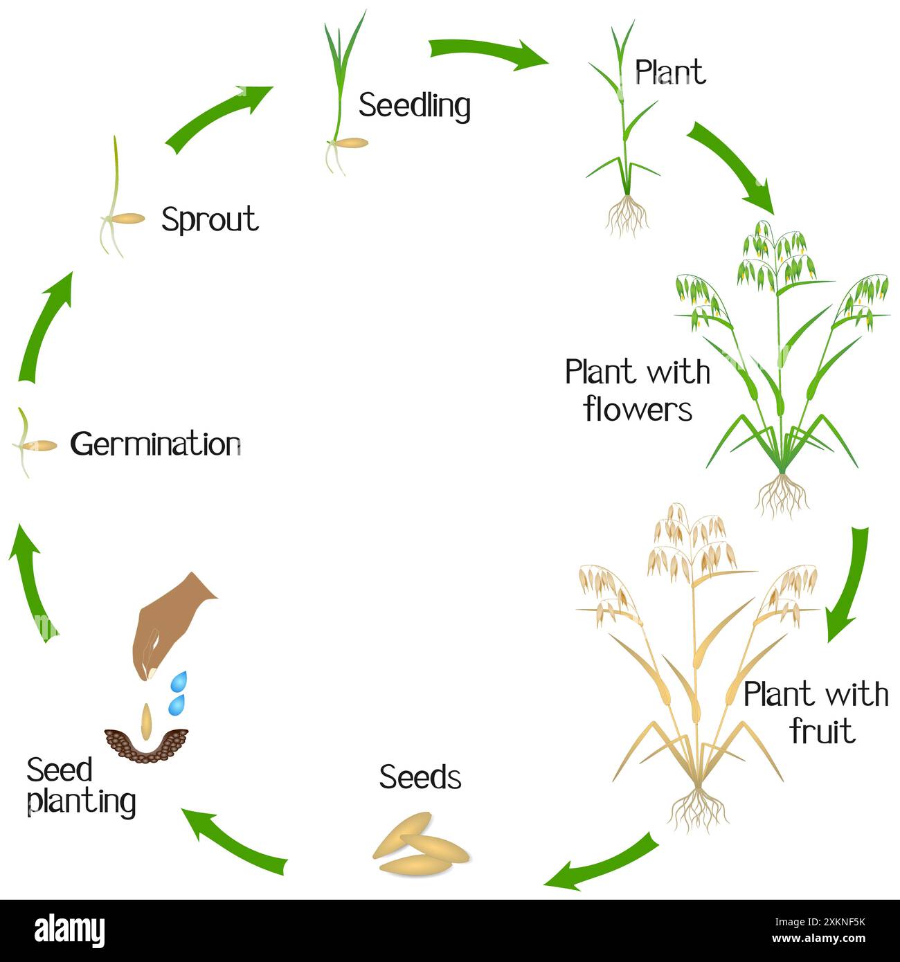 Life cycle of a oat plant on a white background Stock Vector Image ...