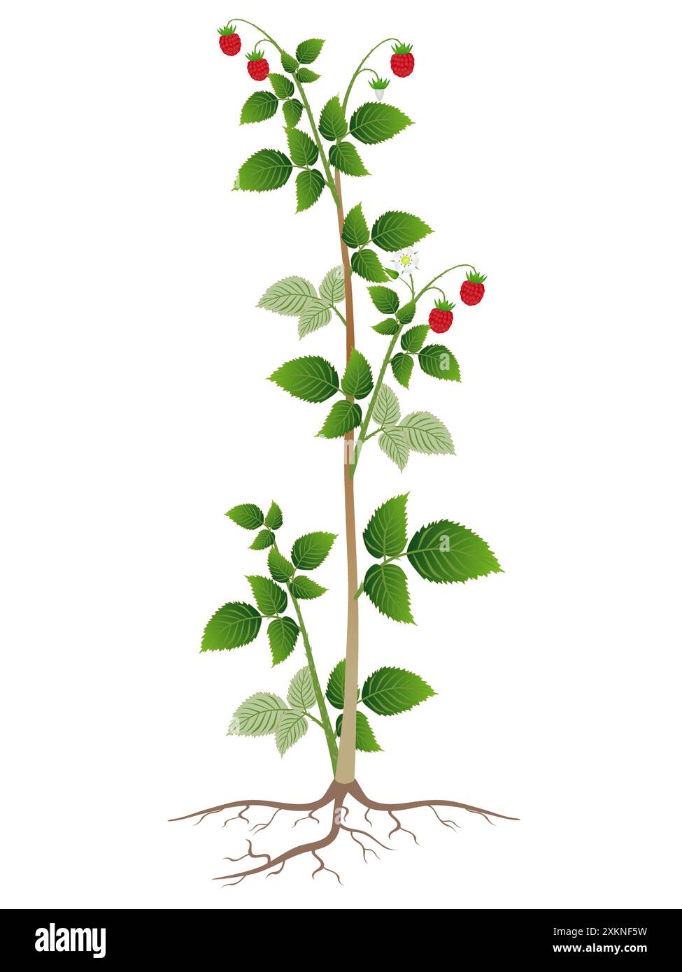 Raspberry plant with roots isolated on white background Stock Vector ...