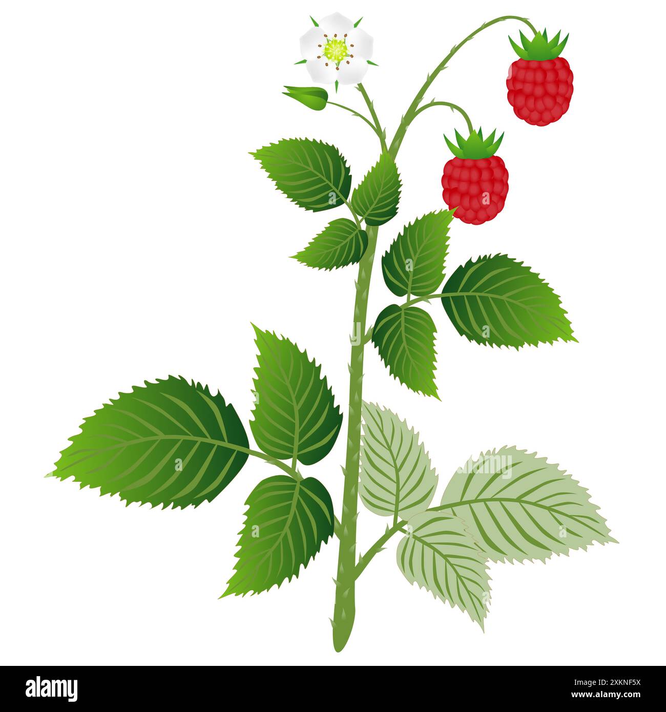Raspberry plant with leaves, berries and flower, isolated on white ...
