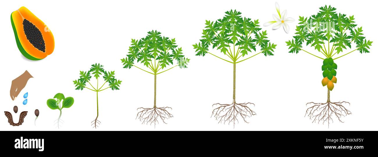 Cycle of growth of a papaya plant on a white background Stock Vector ...