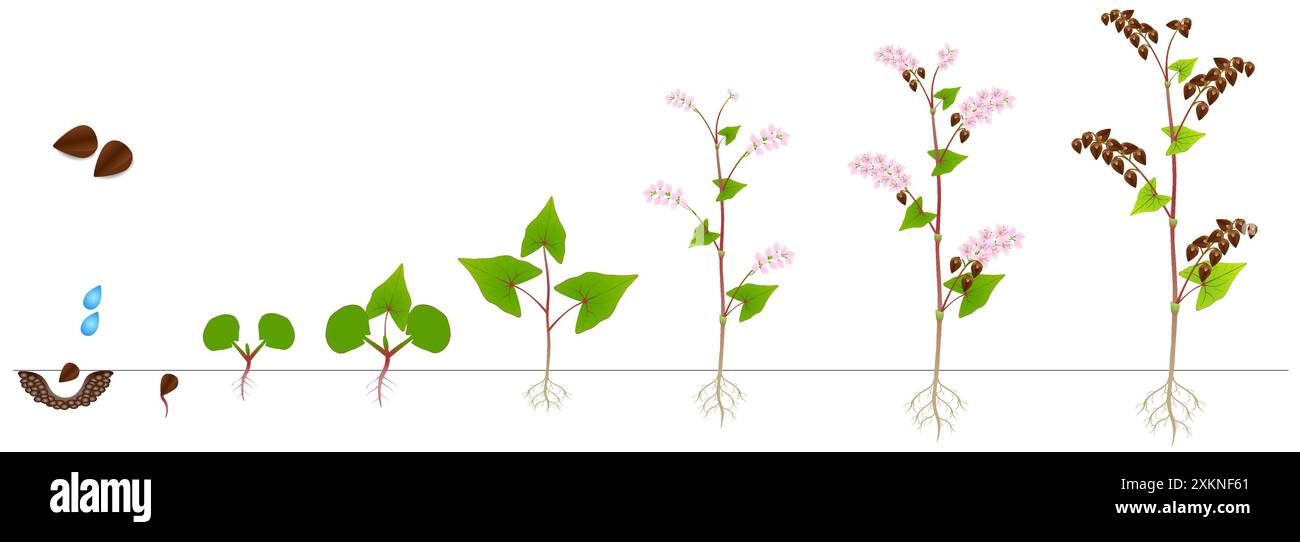 Cycle of growth of a buckwheat plant on a white background Stock Vector ...
