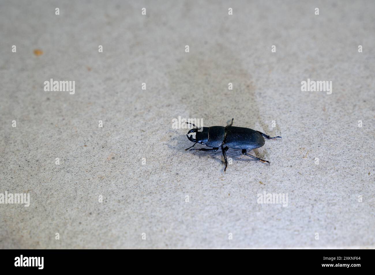 A bark beetle (Dorcus parallelipipedus), also known as the dwarf stag ...
