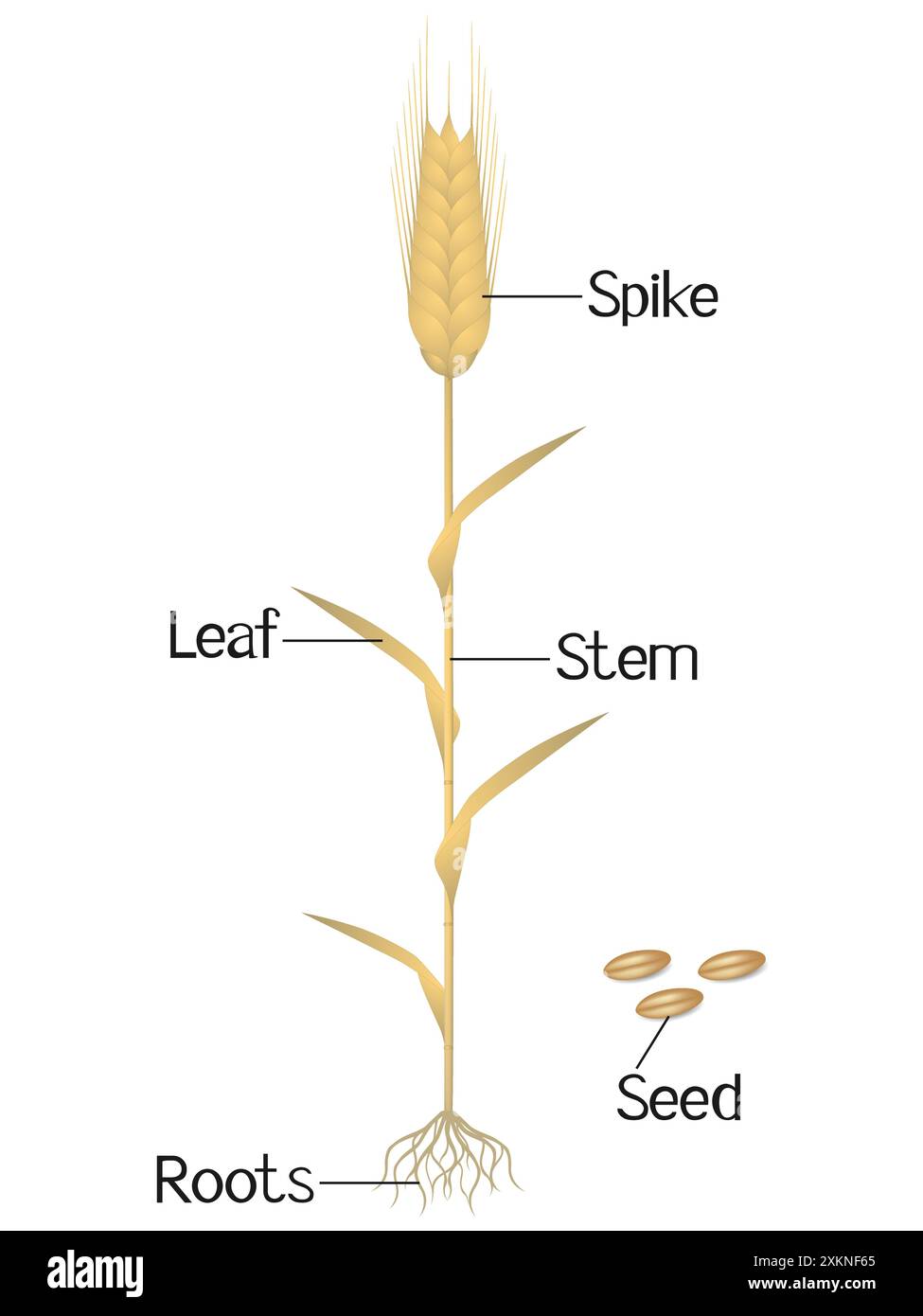 Parts of rye plant isolated on white background Stock Vector Image ...