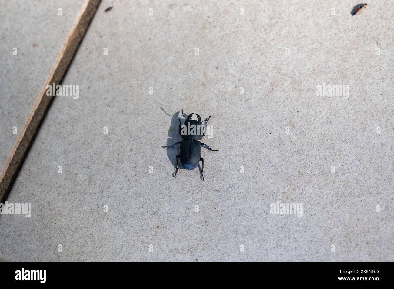 A bark beetle (Dorcus parallelipipedus), also known as the dwarf stag ...