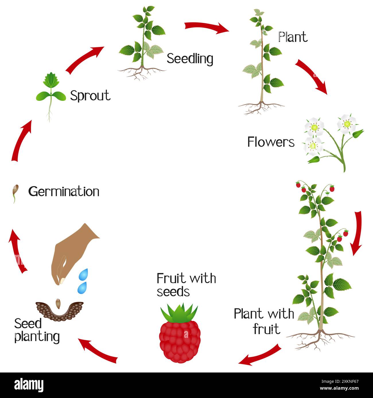 Life cycle of a raspberry plant on a white background Stock Vector ...