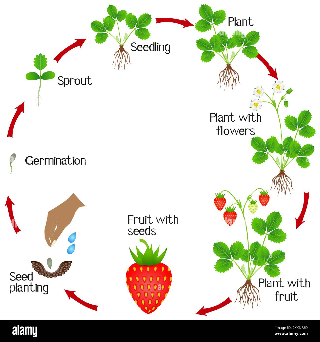 Life cycle of a strawberry plant on a white background Stock Vector ...