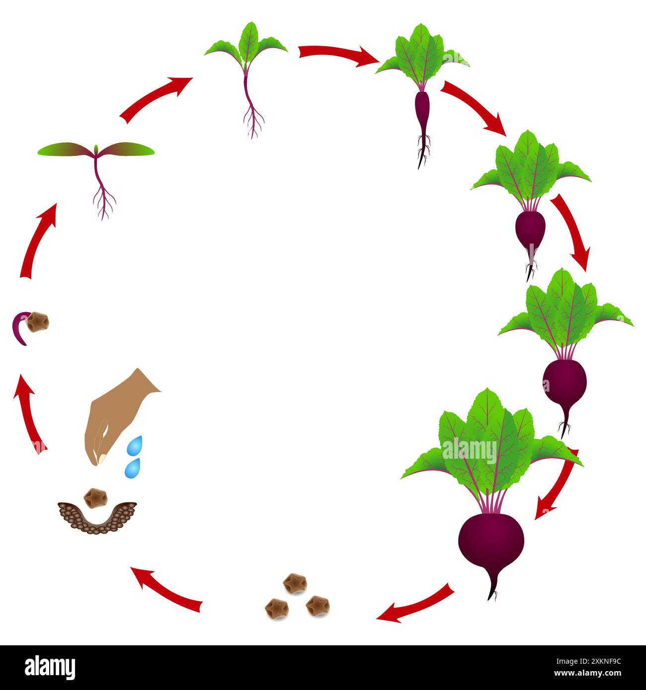 Growth stage of red beet is isolated on a white background Stock Vector ...