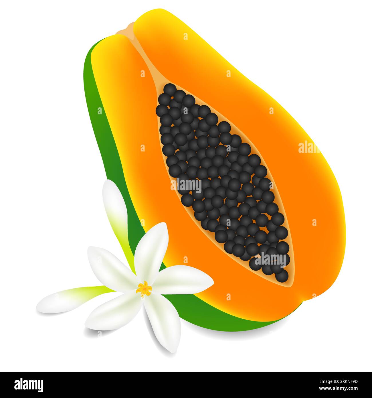 Half ripe papaya fruit with flowers isolated on white background Stock ...