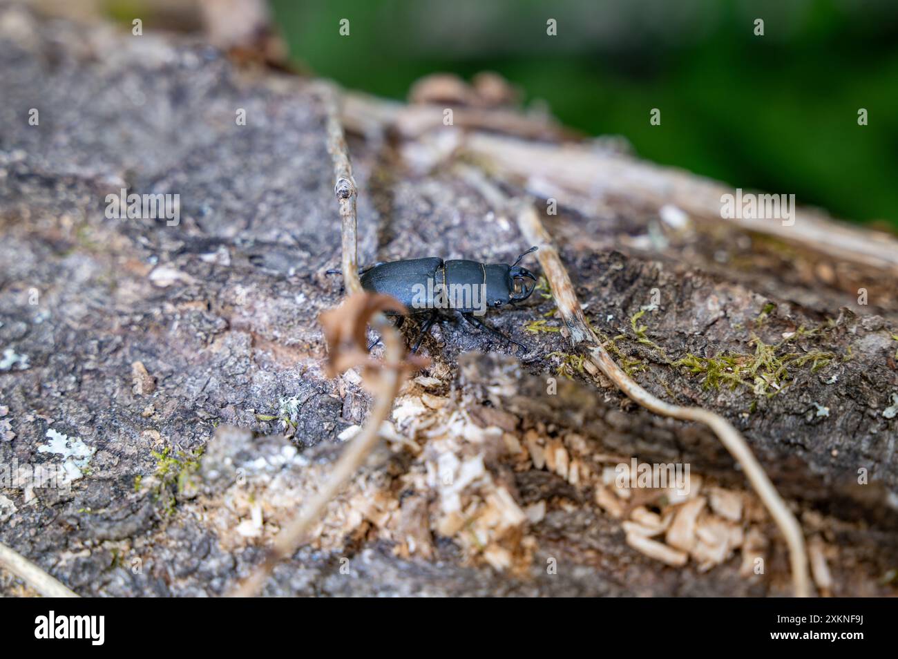 A bark beetle (Dorcus parallelipipedus), also known as the dwarf stag ...