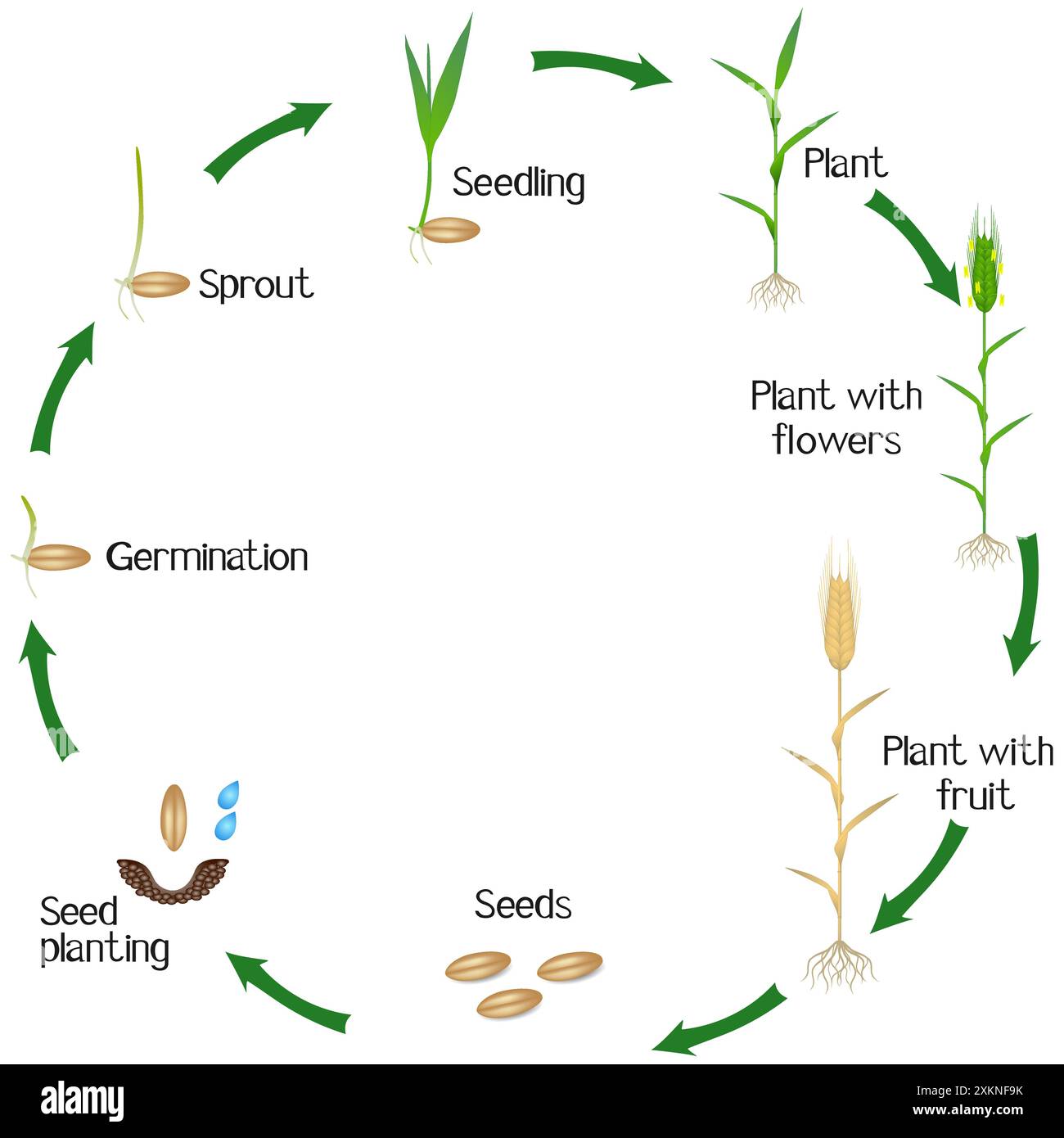 Life cycle of a rye plant on a white background Stock Vector Image ...