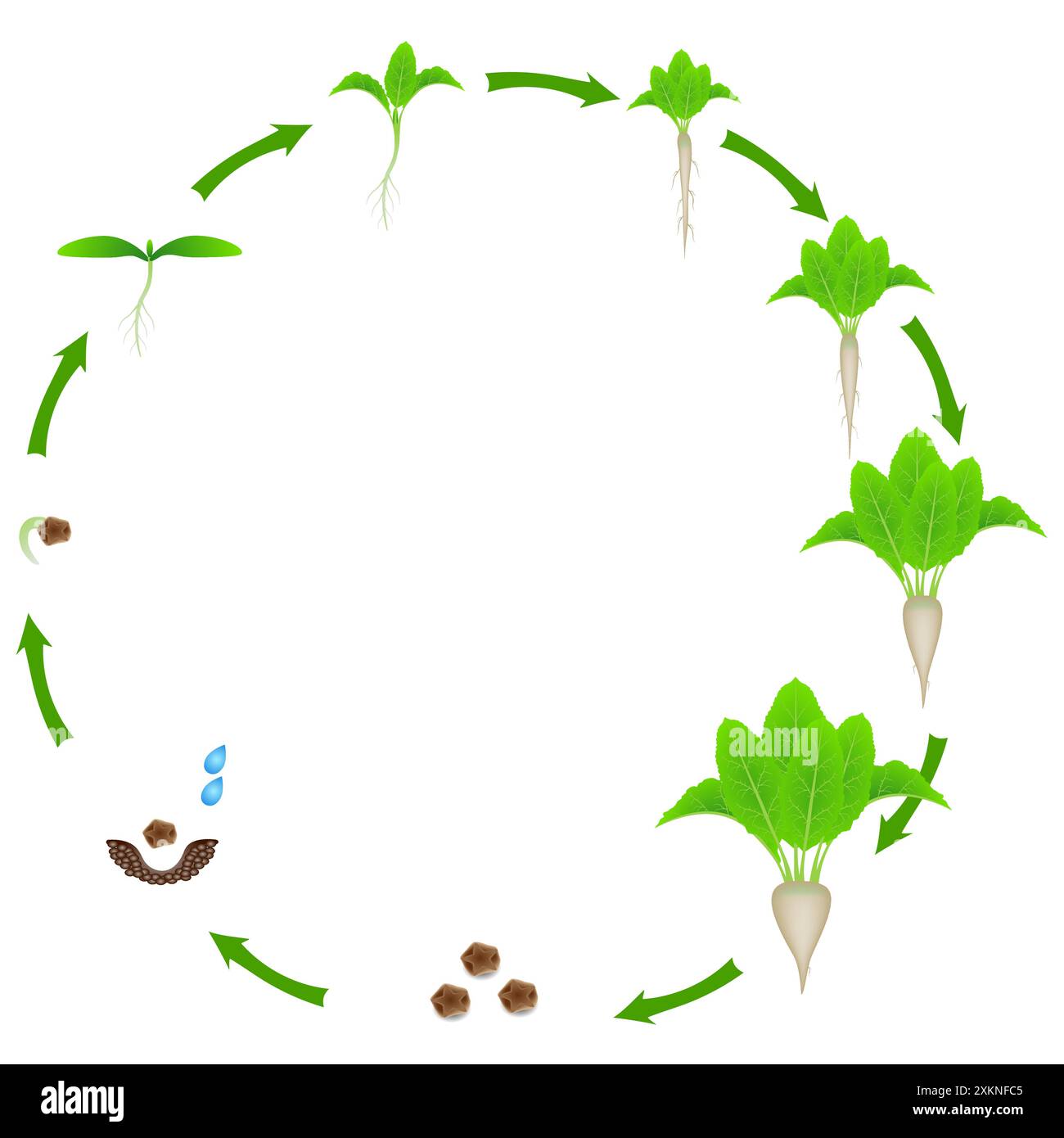 Growth stage of beet is isolated on a white background Stock Vector ...