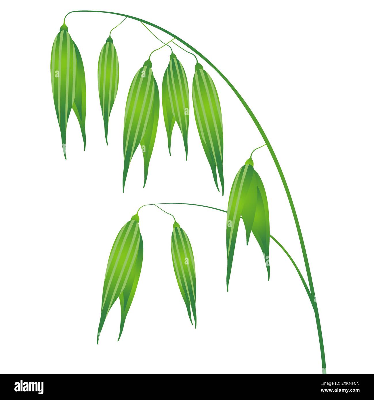 Green oats isolated on white background, design element Stock Vector ...