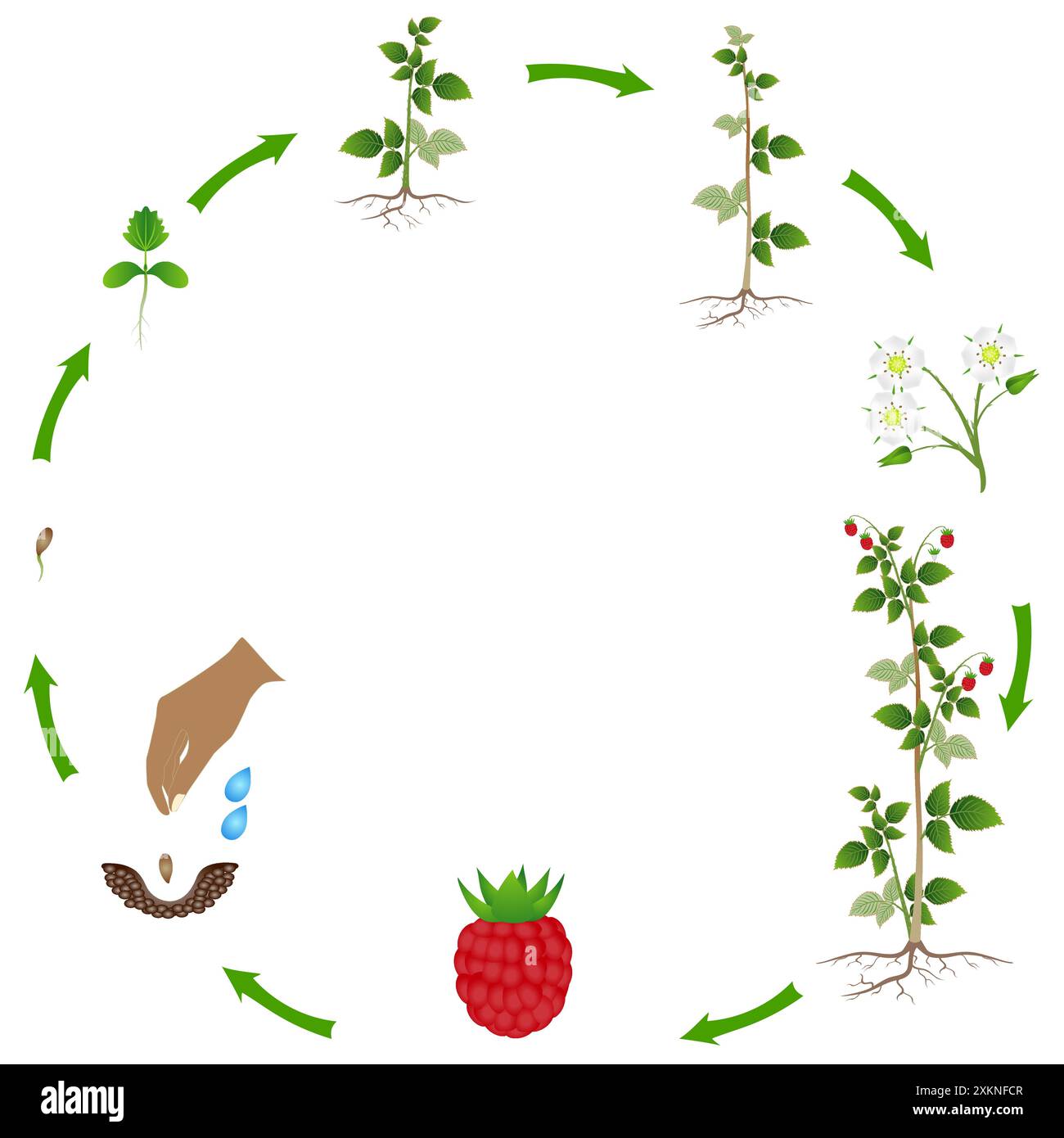 Cycle of a raspberry plant growth isolated on white background Stock ...