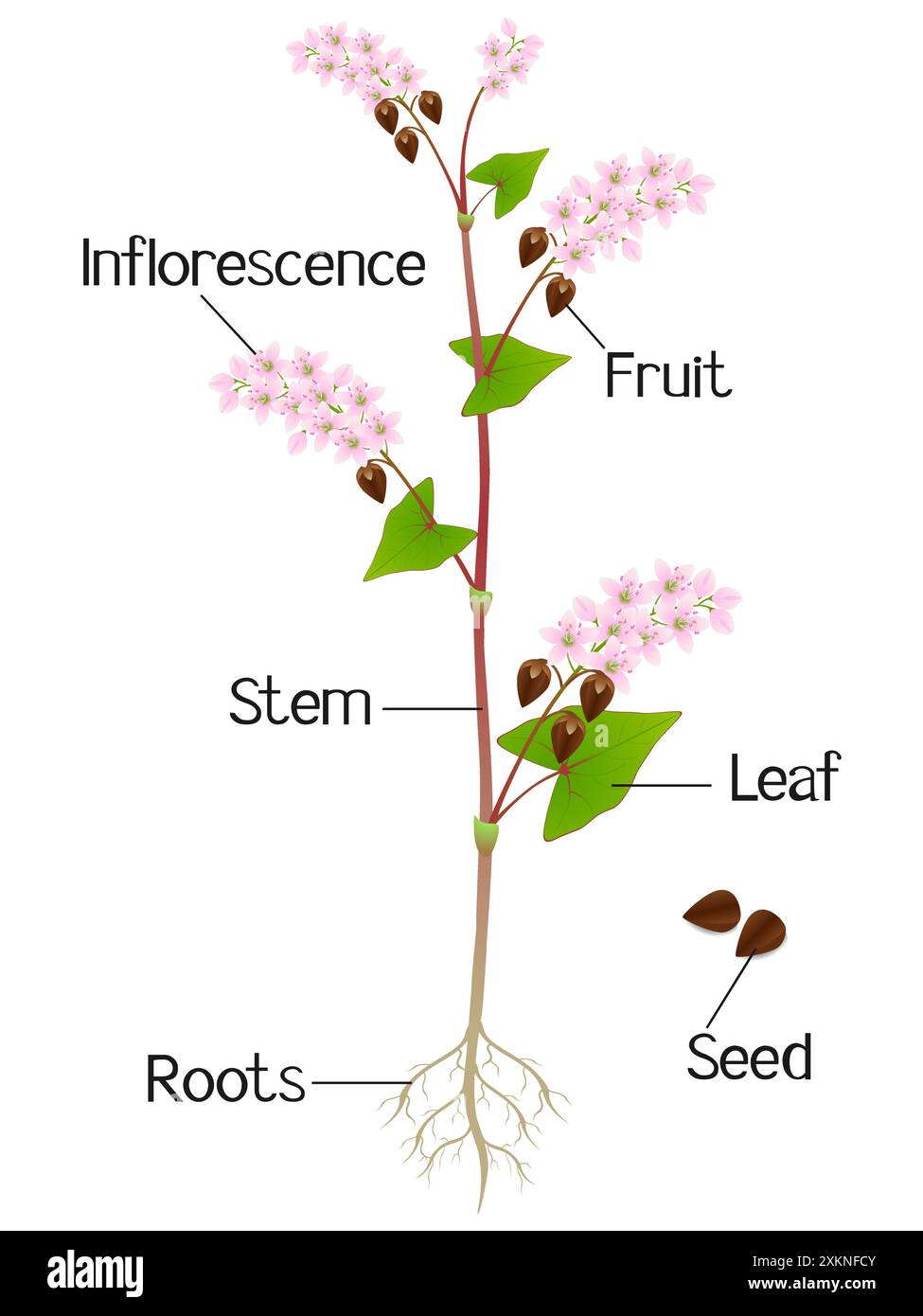 An illustration showing parts of a buckwheat plant Stock Vector Image ...