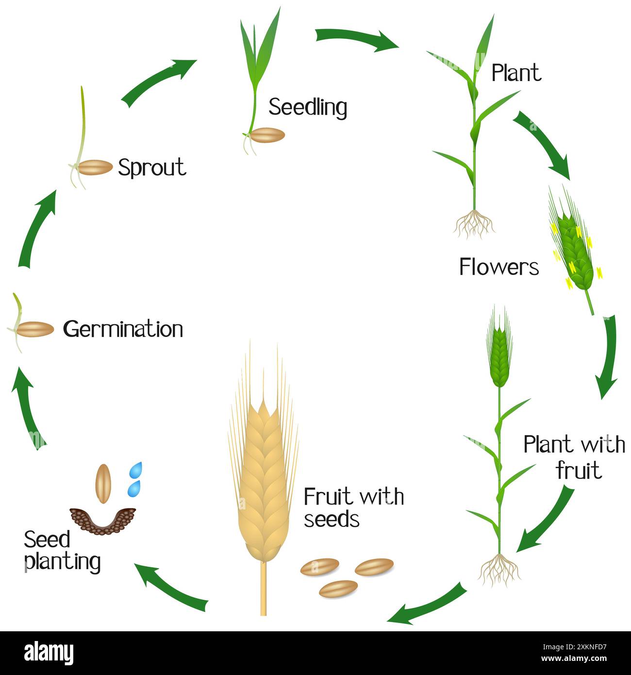 Cycle growth wheat plant Stock Vector Images - Alamy