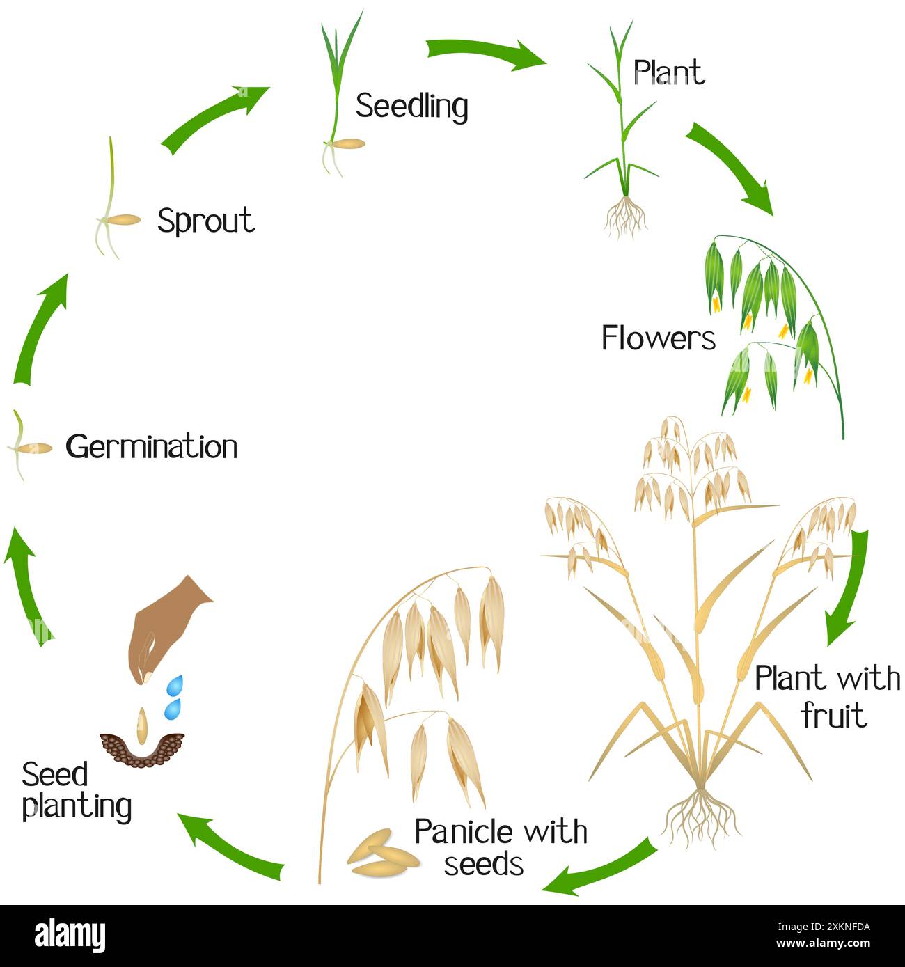 Muesli pattern background Cut Out Stock Images & Pictures - Alamy