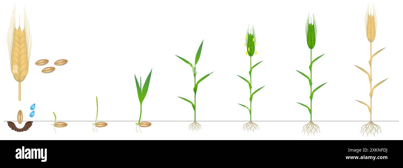 Cycle of growth of a rye plant on a white background Stock Vector Image ...