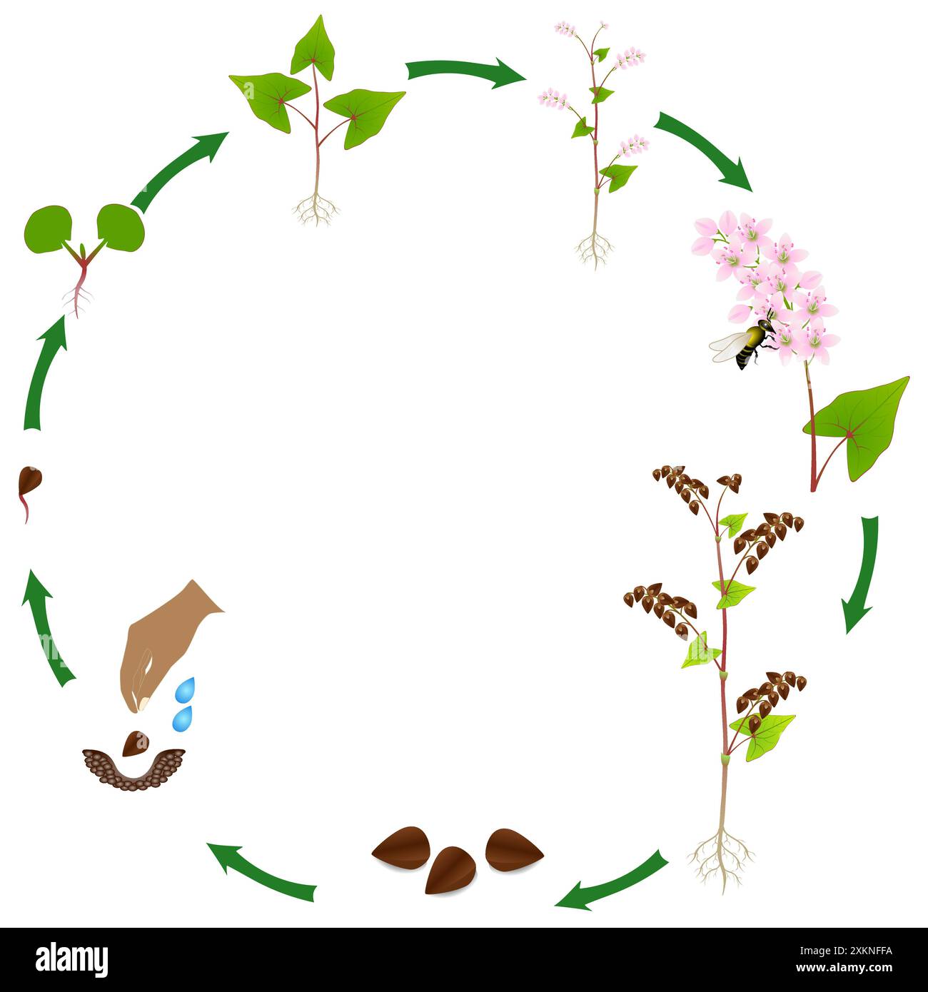 Cycle culture Stock Vector Images - Alamy