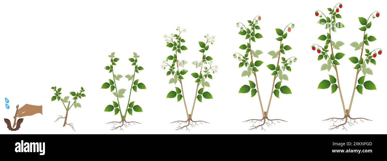 Cycle of growth of a raspberry plant on a white background Stock Vector ...