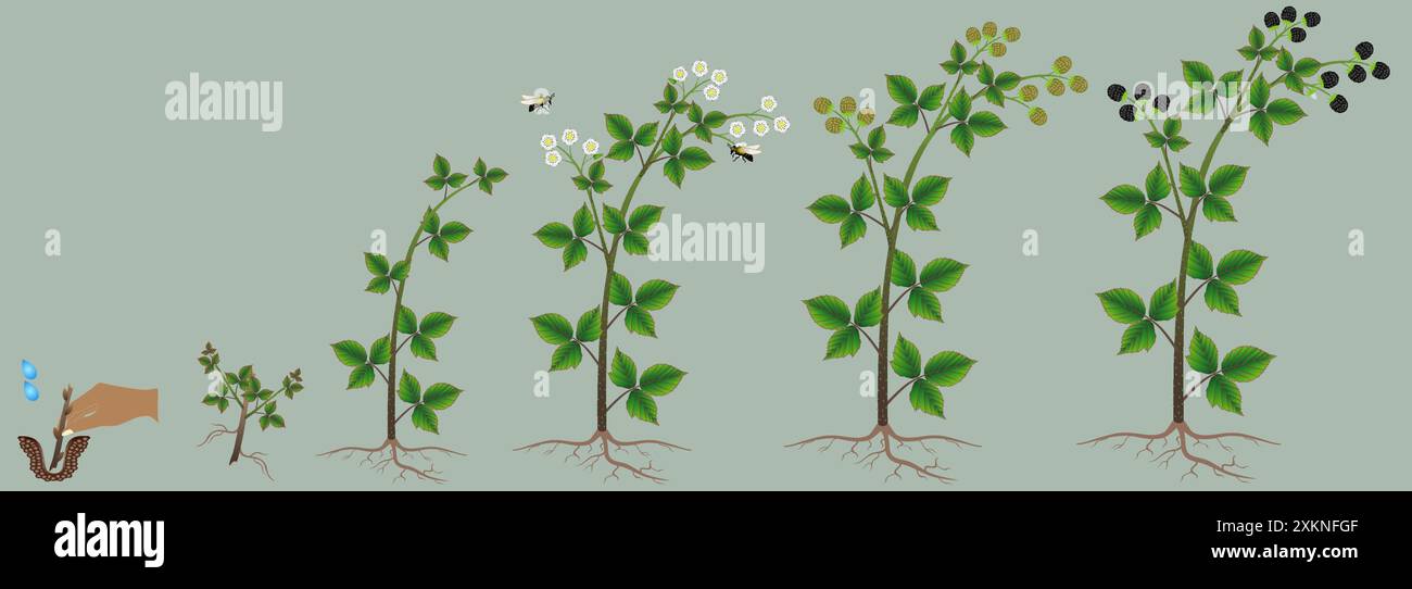 Blackberry life cycle hi-res stock photography and images - Alamy