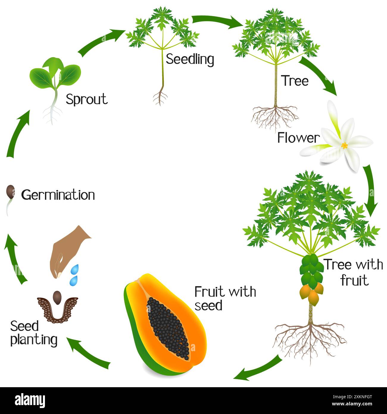 Cycle of a papaya plant growth isolated on white background Stock ...