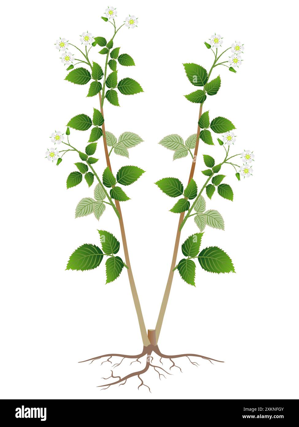 Blooming raspberry bush with roots isolated on white background Stock ...