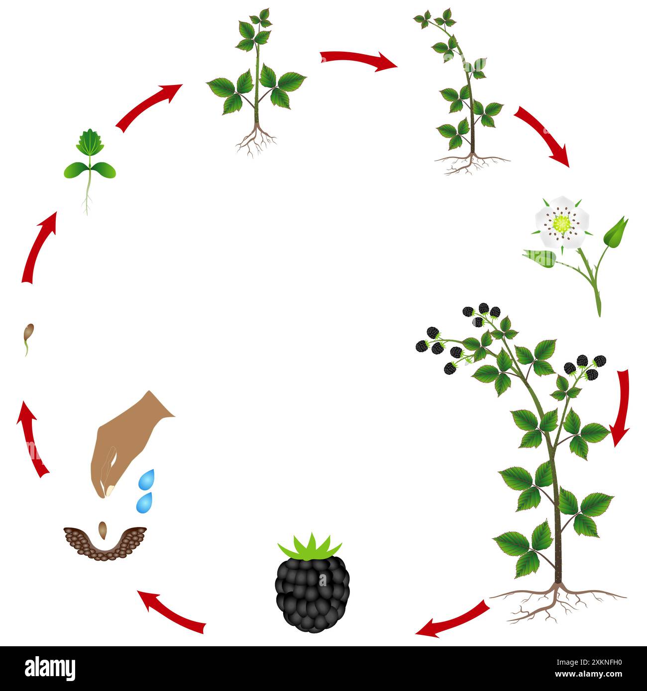Blackberry life cycle hi-res stock photography and images - Alamy