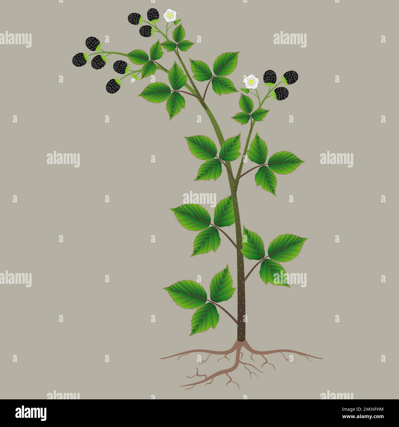 Vertical planting system Stock Vector Images - Alamy