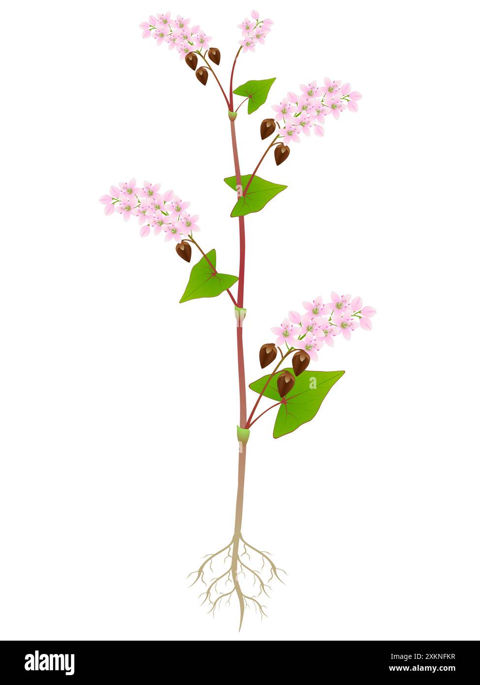Buckwheat plant with roots isolated on white background Stock Vector ...